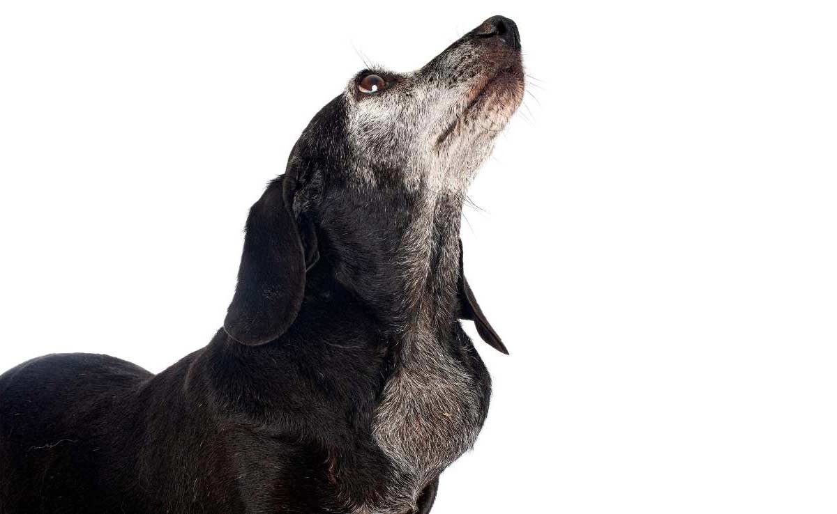 Canine Lymphoma - Wellness Veterinary Hospital Canine Lymphoma - Wellness Veterinary Hospital